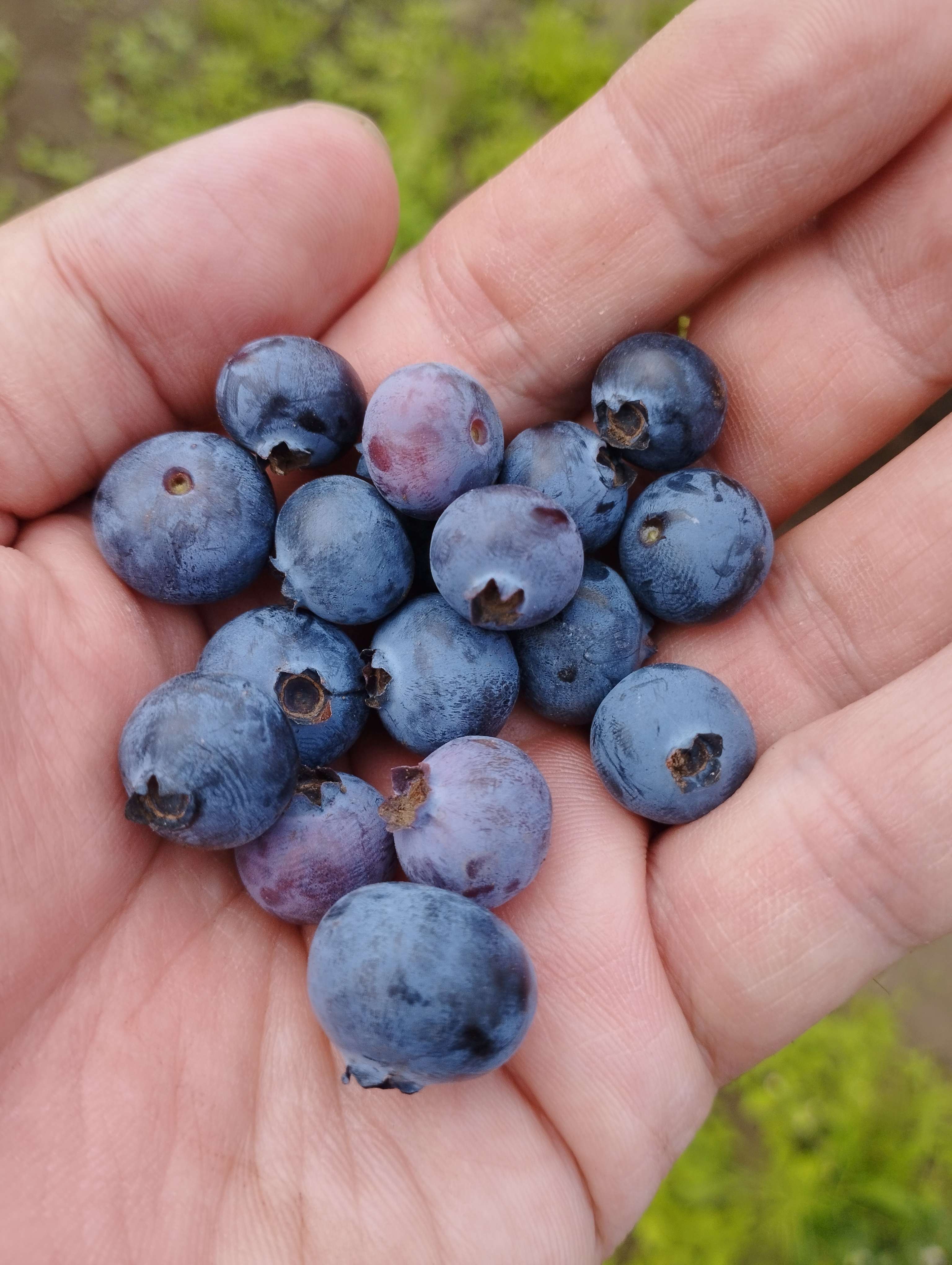 はまちゃん農園
