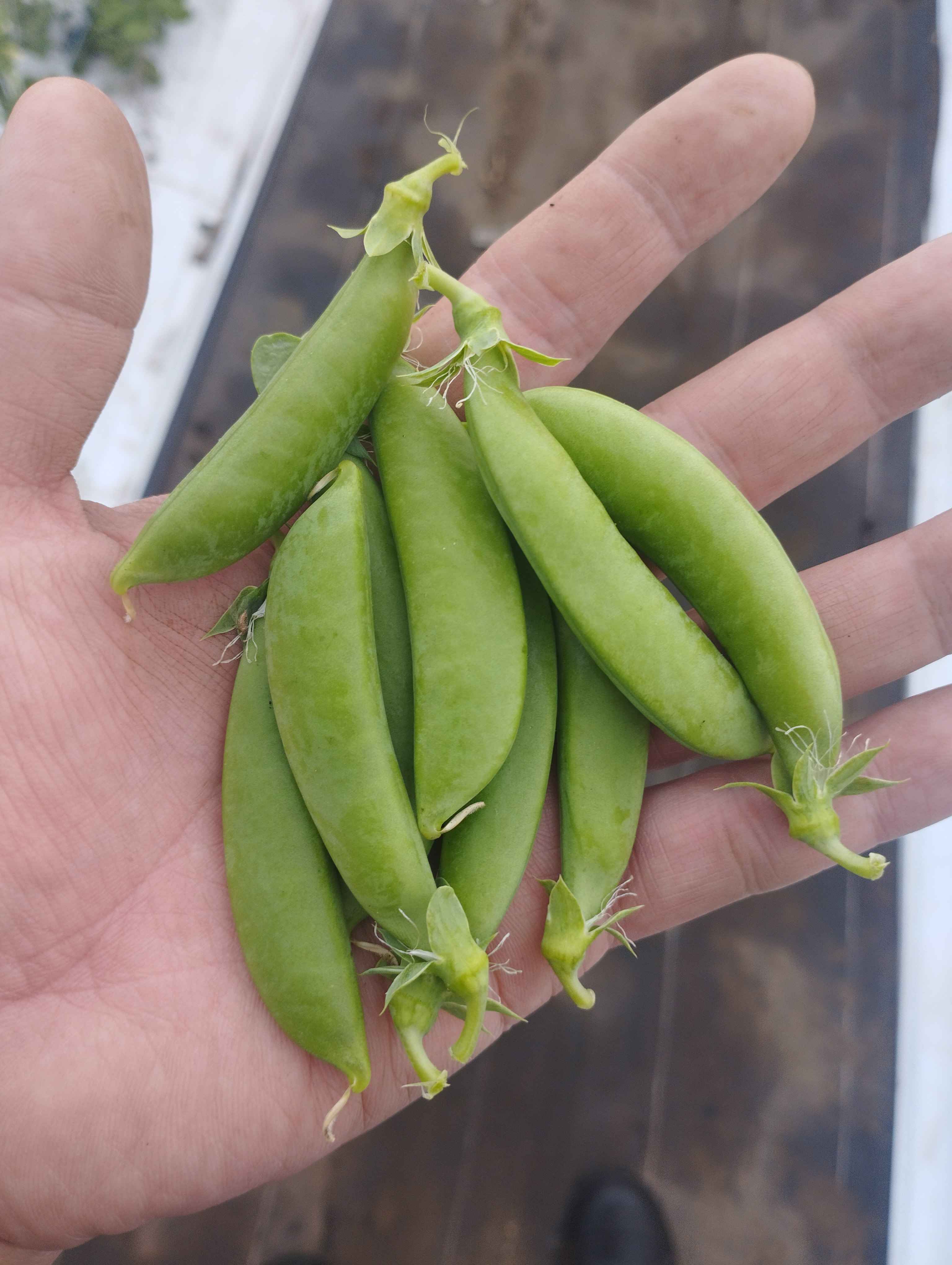 はまちゃん農園